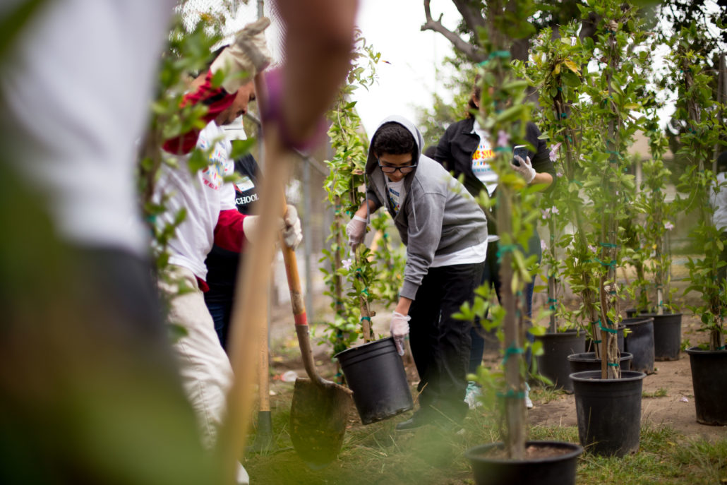 Urban Forestry: Clean & Tree Community Beautification Program ...